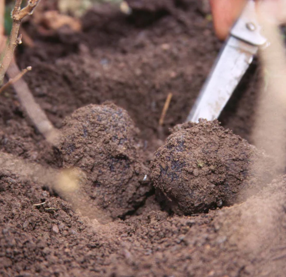 Fresh Australia Truffle EXTRA GRADE available FROM MID JUNE-AUGUST ...