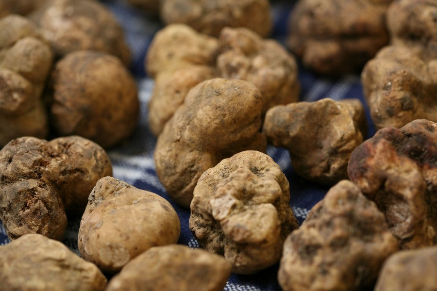 White Truffle from Alba Piemonte ONLY FROM NOVEMBER TO FEBRUARY ITALIA ...